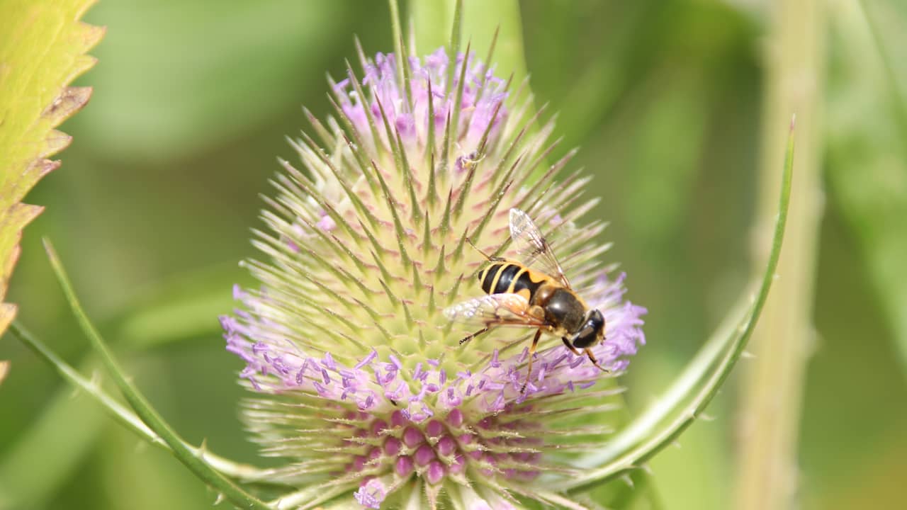 Ook Europese insecten zijn kwetsbaar voor oplopende temperaturen ...
