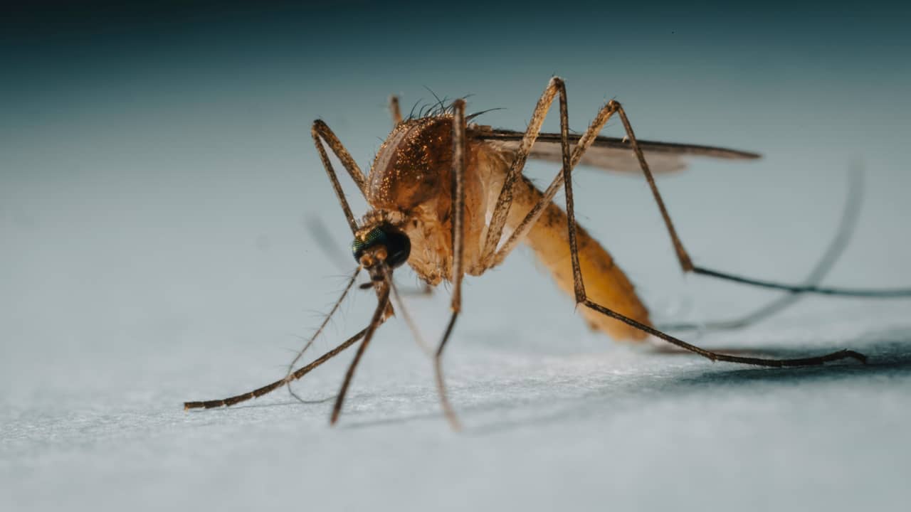 Mug lijkt zich te vestigen op IJsland: voor het eerst exemplaren ...