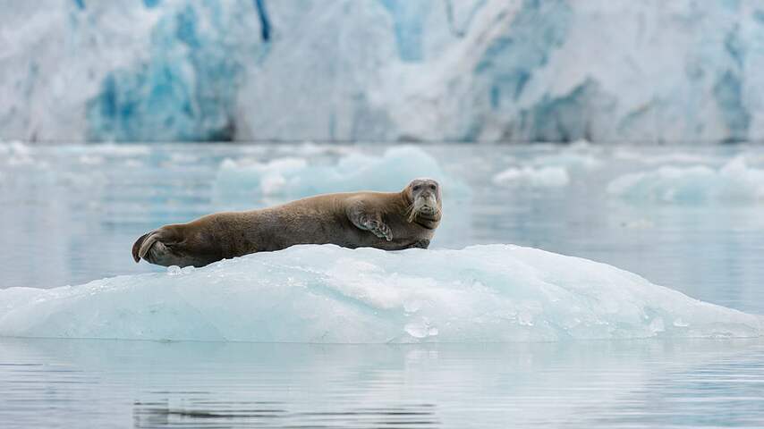 Oudste en dikste Noordpoolijs smelt nu ook | Klimaat | NU.nl