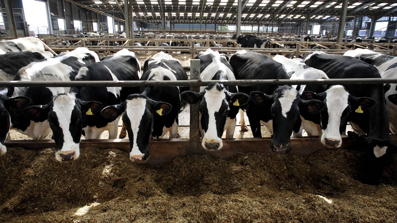 Boeren niet blij met uitstel van vergunningverlening voor PAS-melders ...