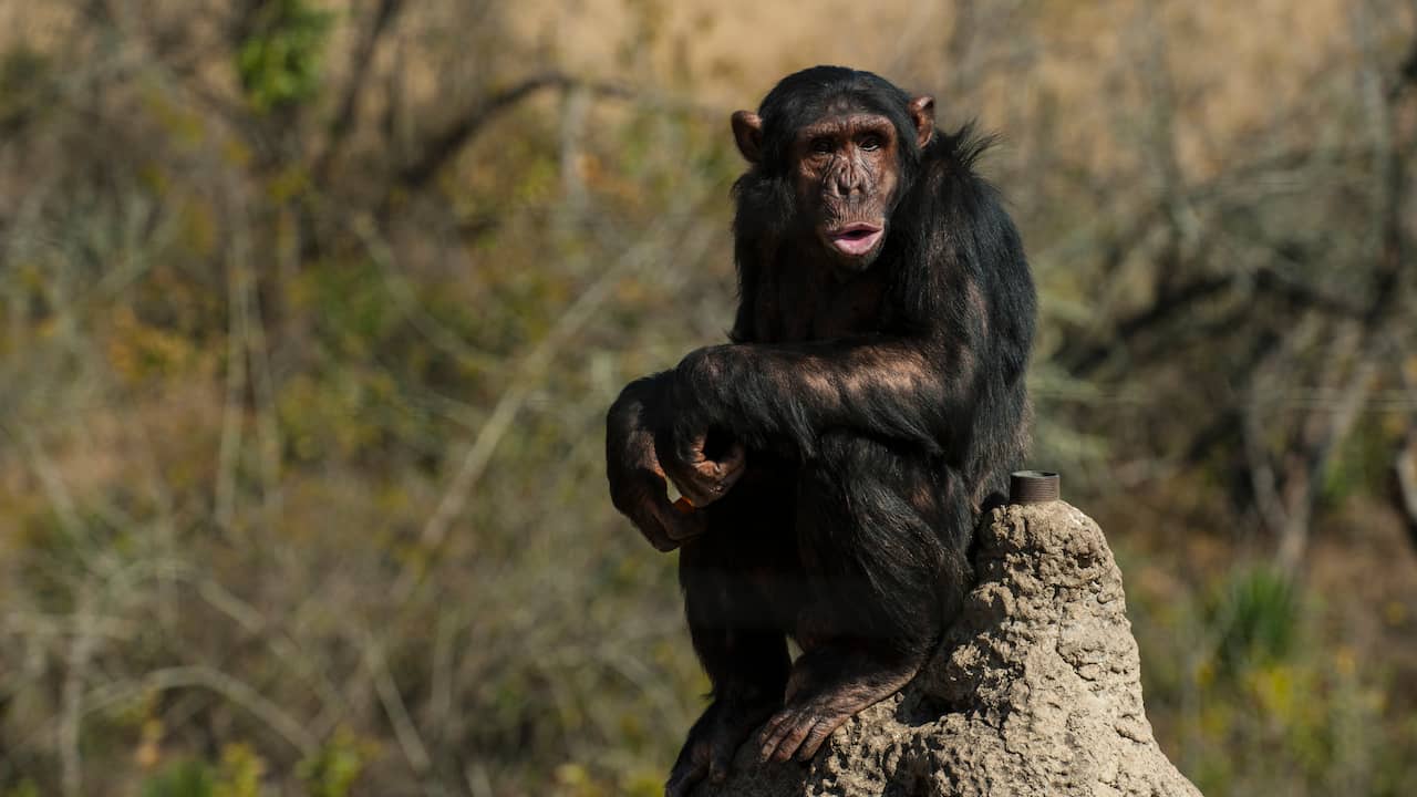 Chimpansees krijgen dagelijks de hoeveelheid alcohol van een glas bier binnen | Dieren | NU.nl