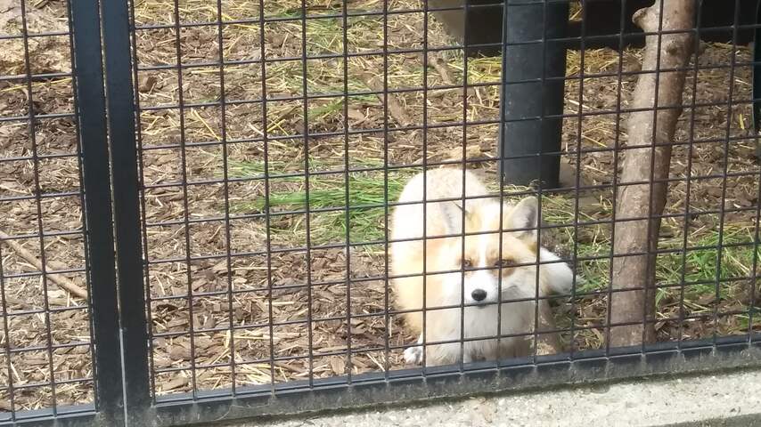 Gratis uit: Rondleiding langs chimpansees, neusberen en maki's | Uit en ...