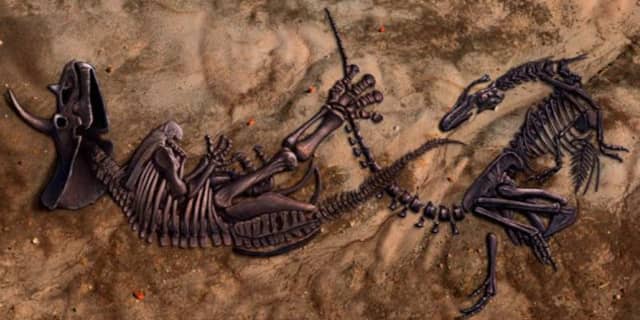 'Jonge T. rex' blijkt na onderzoek helemaal geen T. rex te zijn: 'Dit ...