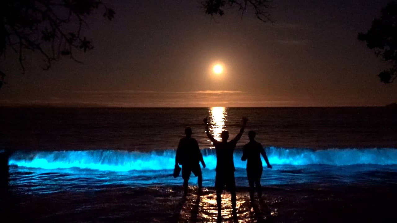 Felblauwe golven vol zeevonk verlichten baai in Nieuw-Zeeland | NU.nl