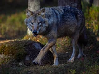 Wolven | NU - Het laatste nieuws het eerst op NU.nl