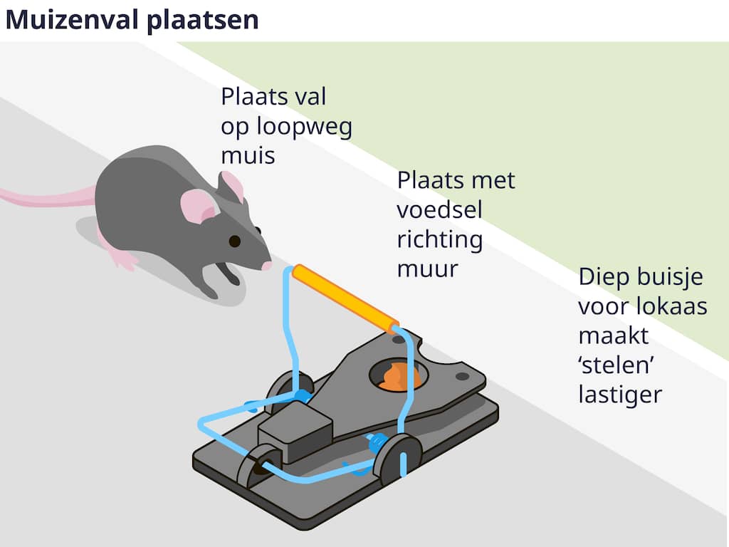 Hoe kom je van muizen af? 'Lok ze niet met kaas' | Slimmer leven | NU.nl
