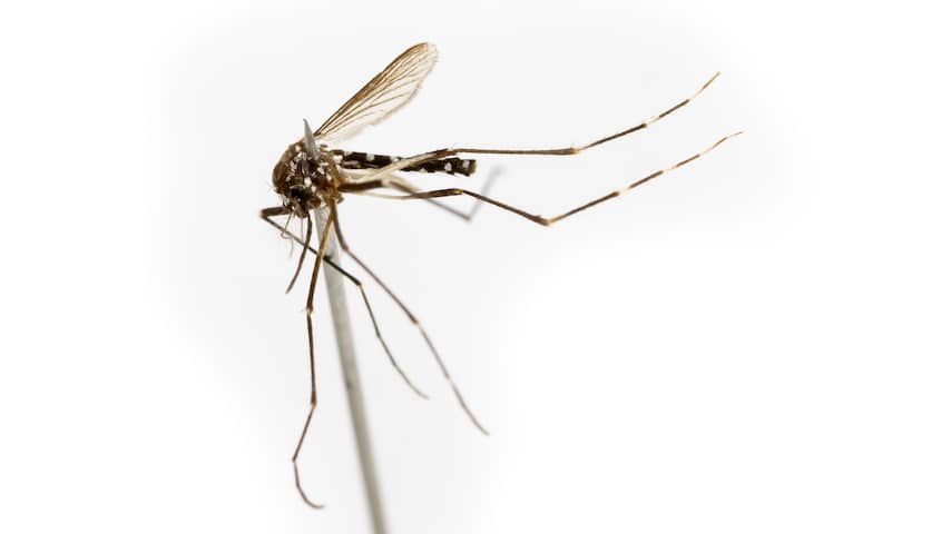 Recordaantal Nederlanders heeft knokkelkoorts opgelopen | Binnenland ...