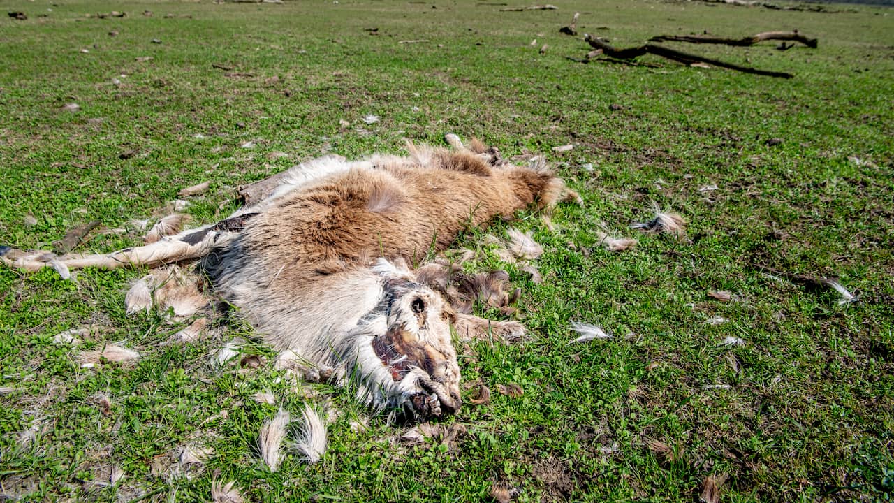 In hele winter 3.226 grote grazers gestorven in Oostvaardersplassen ...