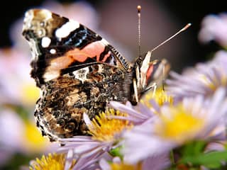 Vlinders | NU - Het laatste nieuws het eerst op NU.nl