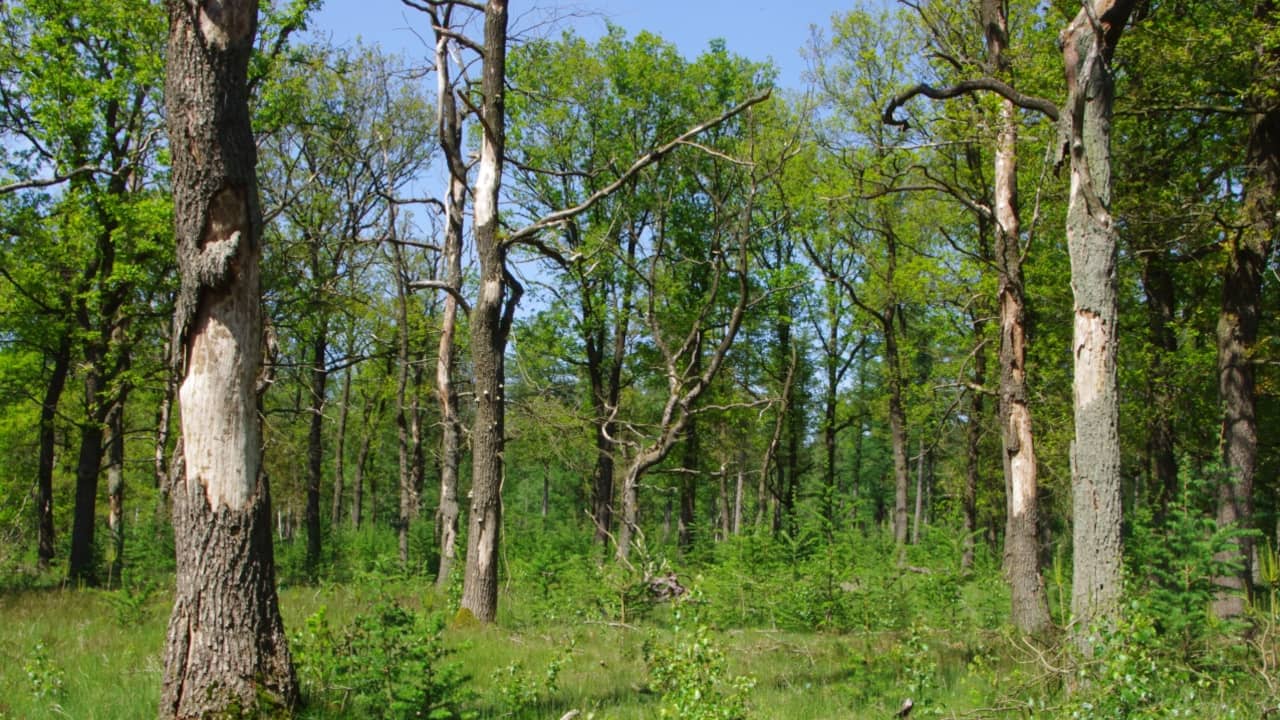 Stikstofschade aan natuur blijft toenemen, Greenpeace dreigt met ...