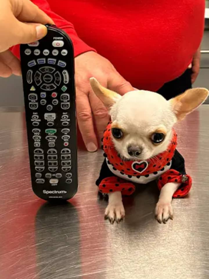 's Werelds kleinste hond Pearl is kleiner dan een ijsstokje | Dieren ...