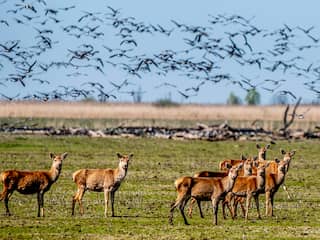 In hele winter 3.226 grote grazers gestorven in Oostvaardersplassen ...