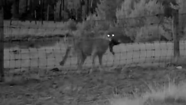 Wildcamera filmt hoe wolf over raster springt in Barneveld | NU.nl