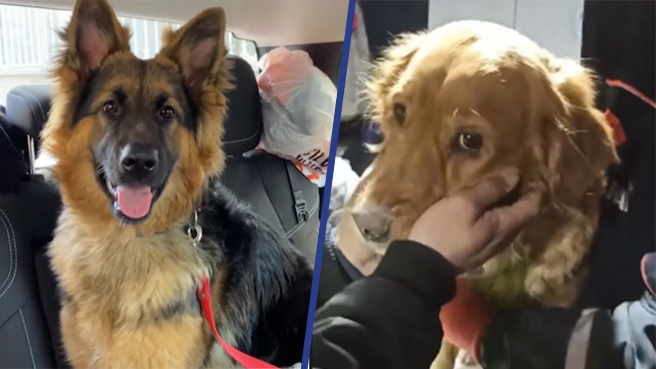 Turks reddingsteam redt achtergebleven dieren uit woningen | NU.nl