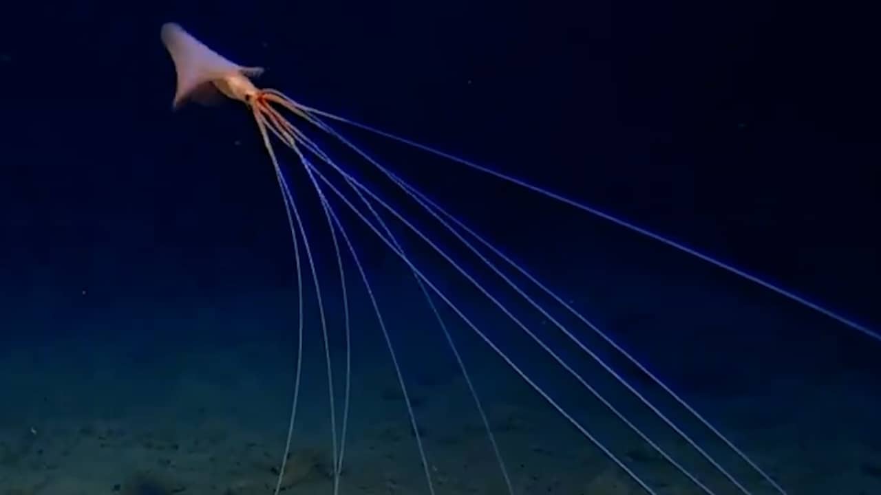 Onderzoekers filmen mysterieuze inktvis in Tongatrog | NU.nl