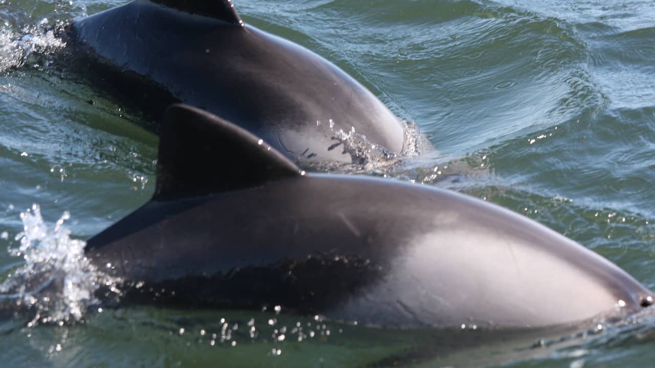 Bruinvis verdronken in Waddenzee tijdens plaatsen van zender voor ...