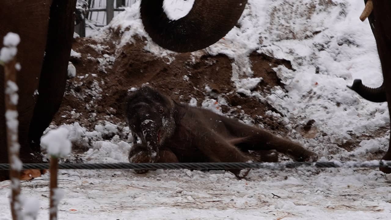 Teruglezen sneeuw | Noorden krijgt vrijdag dik pak sneeuw, KNMI geeft ...