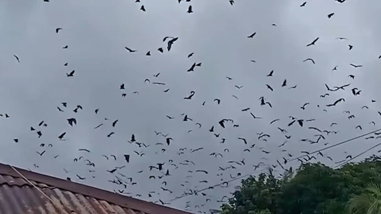 Vleermuizen vliegen in zwerm uit paniek om tyfoon op Filipijnen | NU.nl