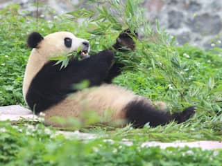 panda | NU - Het laatste nieuws het eerst op NU.nl