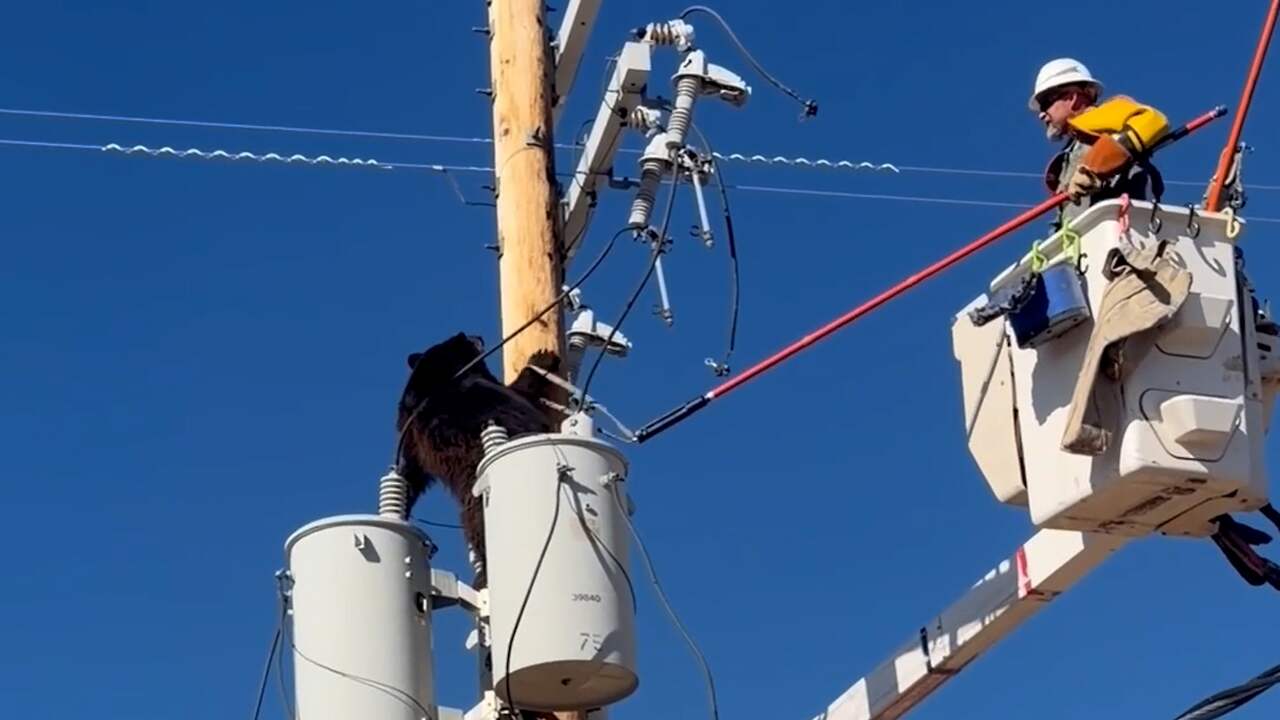 Beer wordt uit elektriciteitspaal gehaald vanwege elektrocutiegevaar ...