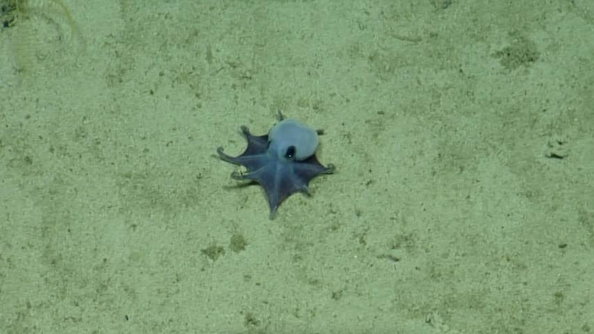 Nieuwe octopus ter grootte van golfbal ontdekt bij de Galapagoseilanden ...