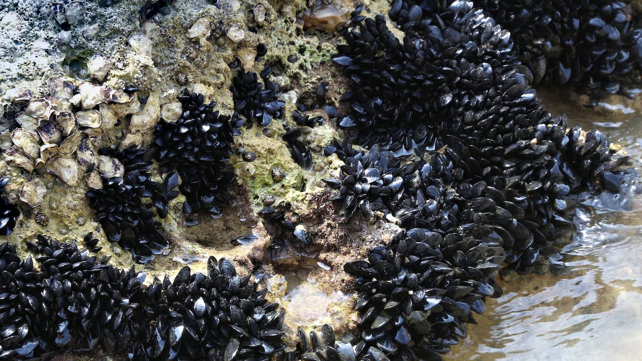 Mosselen kunnen microplastics opnemen en dat zorgt voor schonere ...
