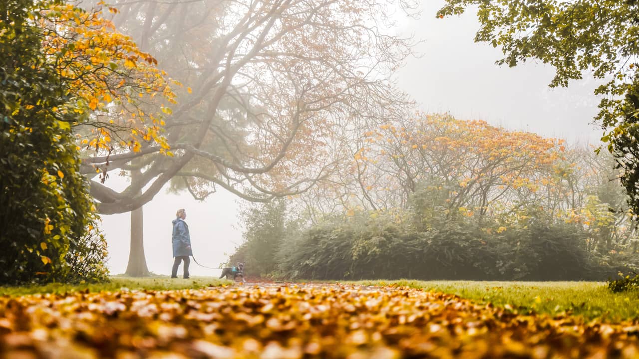 Weerbericht | Opnieuw code geel in veel provincies vanwege dichte mist ...