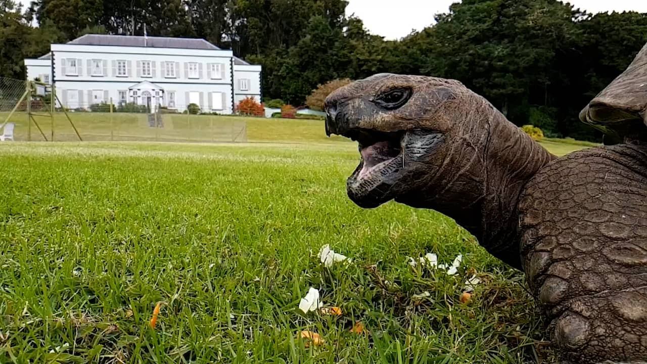 Oudste schildpad ter wereld is 190 jaar geworden en krijgt traktatie ...