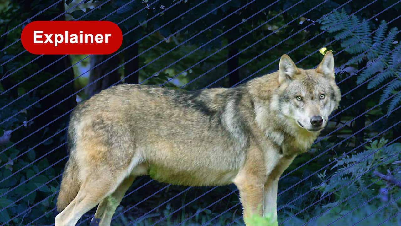 Mogelijk weer wolf betrokken bij incident met hond bij Zeist, geen ...