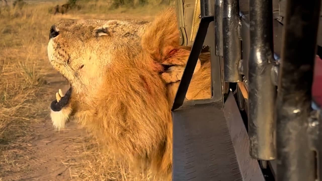 Leeuw brult luid naast jeep om overwinning te vieren | NU.nl