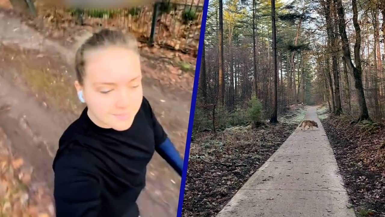 Hardloper filmt ontmoeting met wolf in Nunspeet | NU.nl