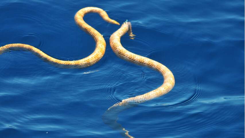 Twee 'uitgestorven' zeeslangen ontdekt voor kust van Australië | Overig ...