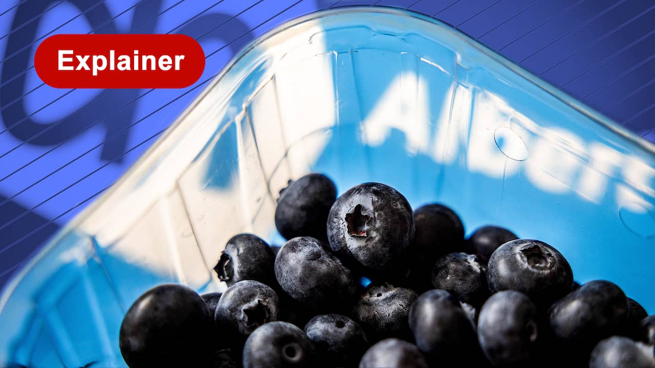 Albert Heijn roept blauwe bessen uit de diepvries terug vanwege ...