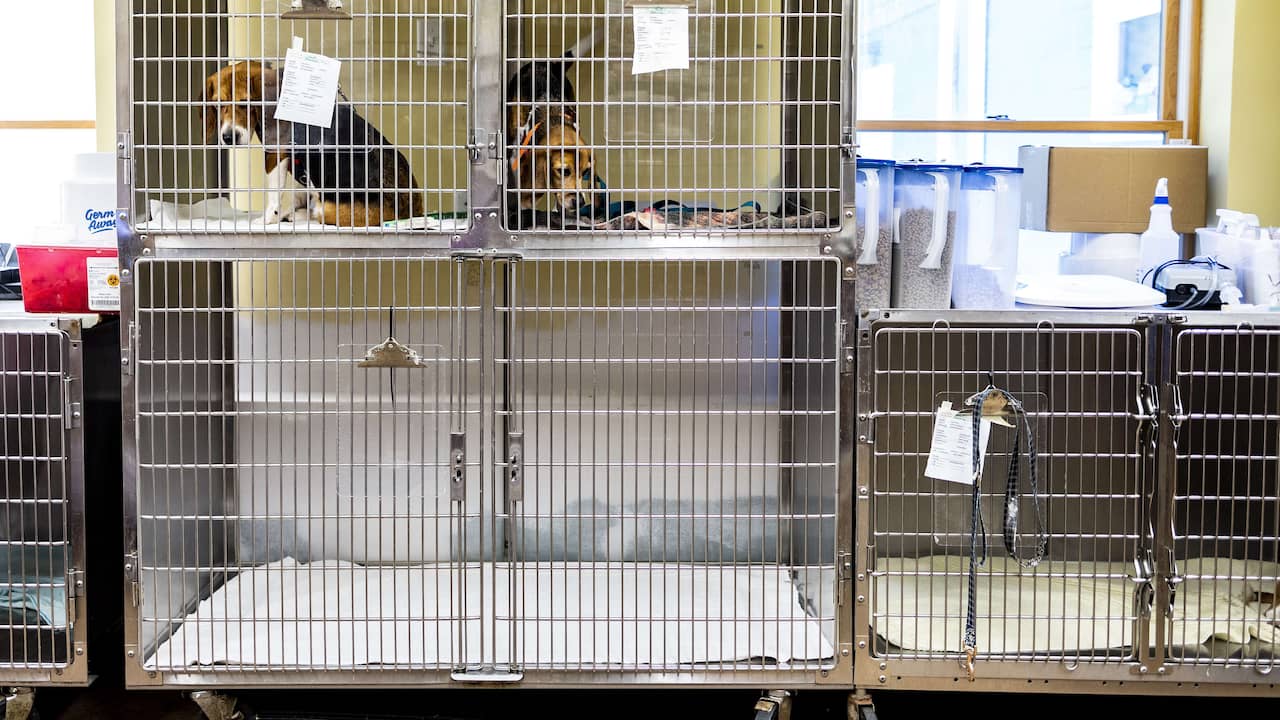 Megaboete voor dierenleed bij bedrijf VS waar 4.000 honden werden gered | Dieren | NU.nl