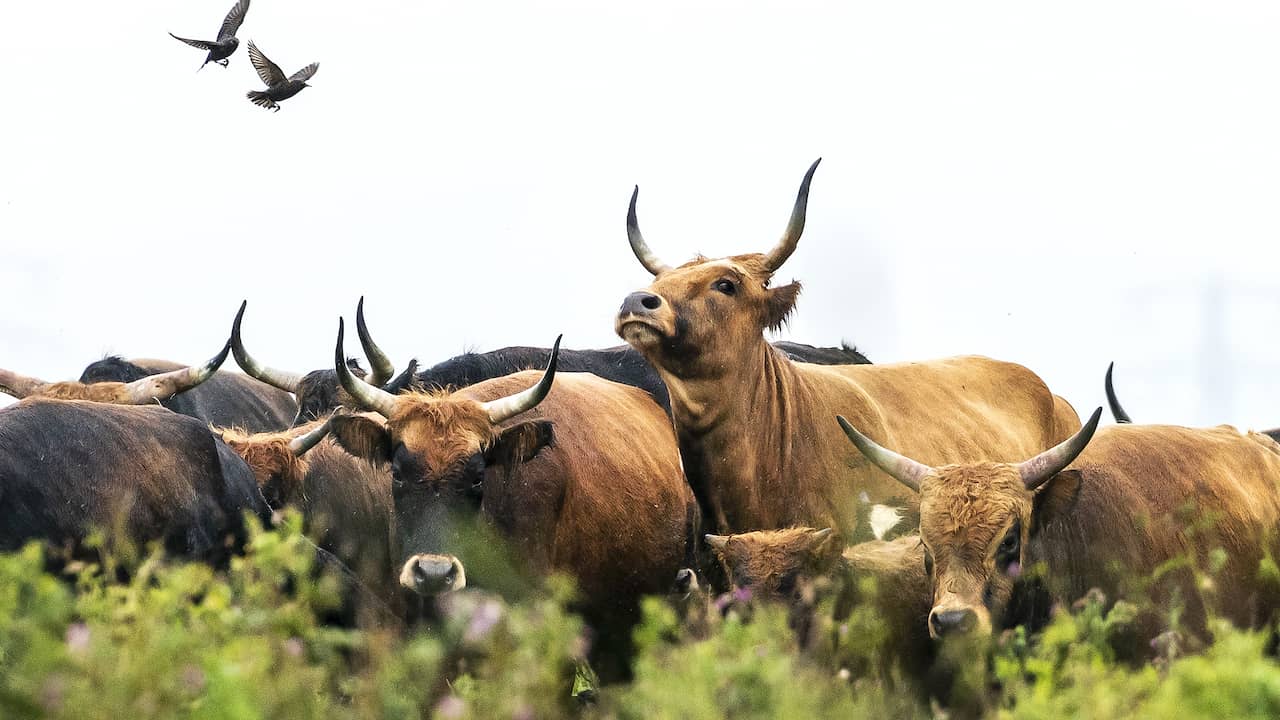 Afschotplan Oostvaardersplassen volledig uitgevoerd: aantal grazers nu ...