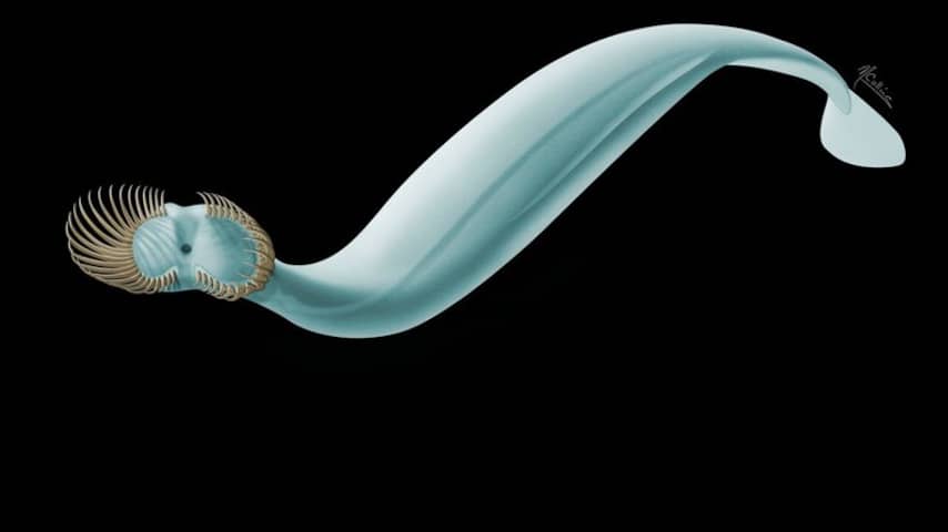 Prehistorische zeeworm met tientallen stekels op zijn kop ontdekt ...