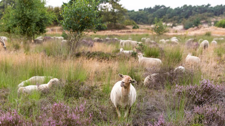 Heide hoort nu paars te zijn, maar heeft weelderige haardos door te ...