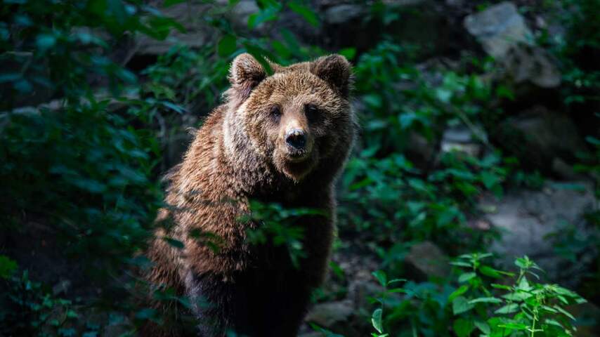 De natuur roept in Ouwehands Dierenpark: geniet samen van bijzondere ...