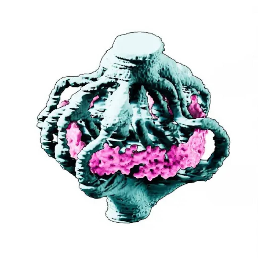 Nieuwe stap in 3D-printen: ook menselijk weefsel kan worden 'geprint ...