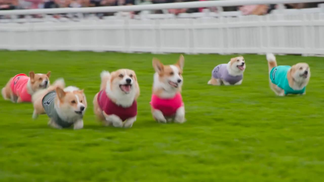 Corgi's rennen longen uit hun lijf in Schotse wedstrijd | NU.nl