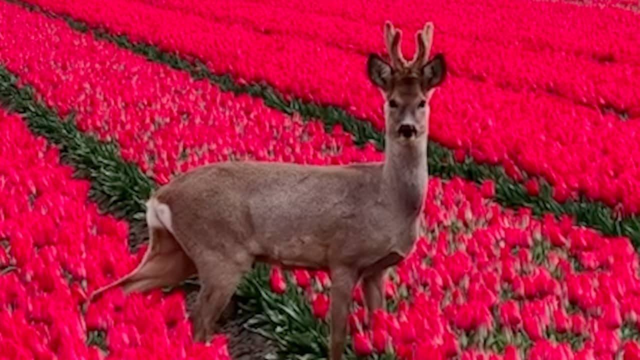 Drone filmt dartelende reeën en hazen tussen Friese tulpen | NU.nl